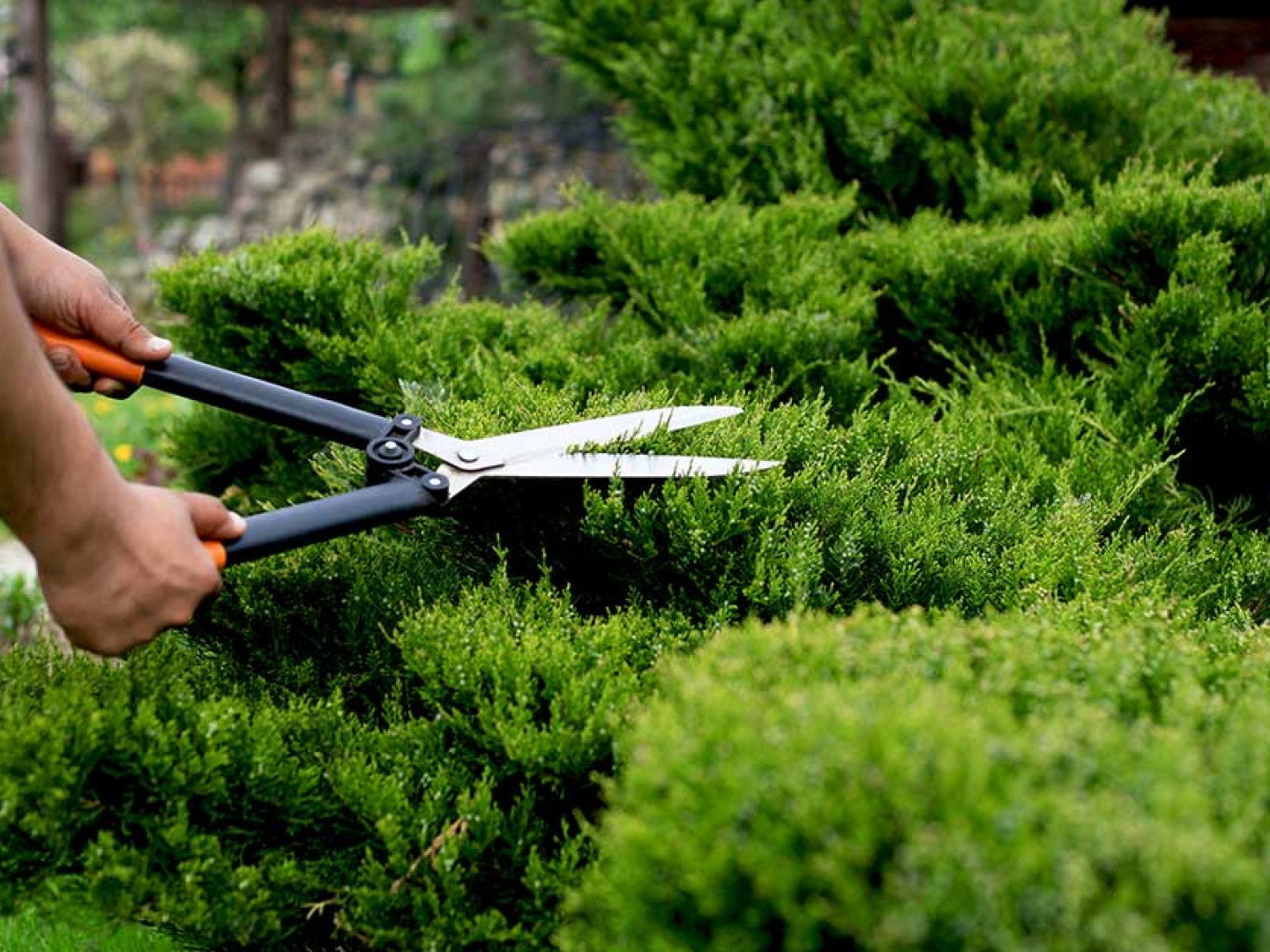 Tree & Shrub Trimming | CCPM Loveland, CO | CCPM Loveland, CO